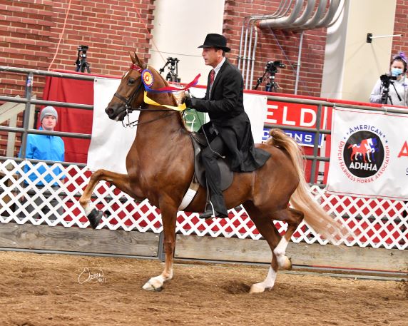 American Saddlebred Horses For Sale | Simpsonville, Kentucky